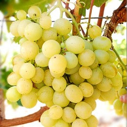 Butasi vita de vie Danlas – VivaPlant