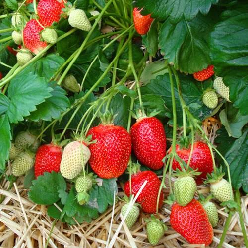 Capsuni Asia 10 Buc – VivaPlant