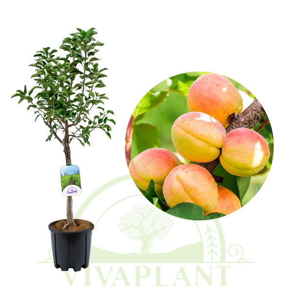 Cais Asian Pearl Columnar – VivaPlant