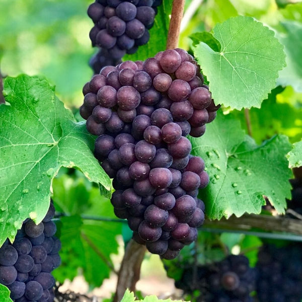 Butasi vita de vie Pinot Grigio – VivaPlant