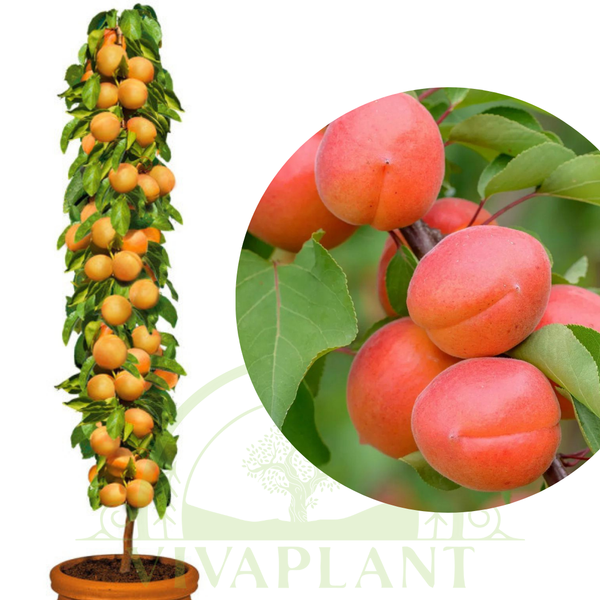 Cais columnar Uriasa de Cegled Columnar – VivaPlant