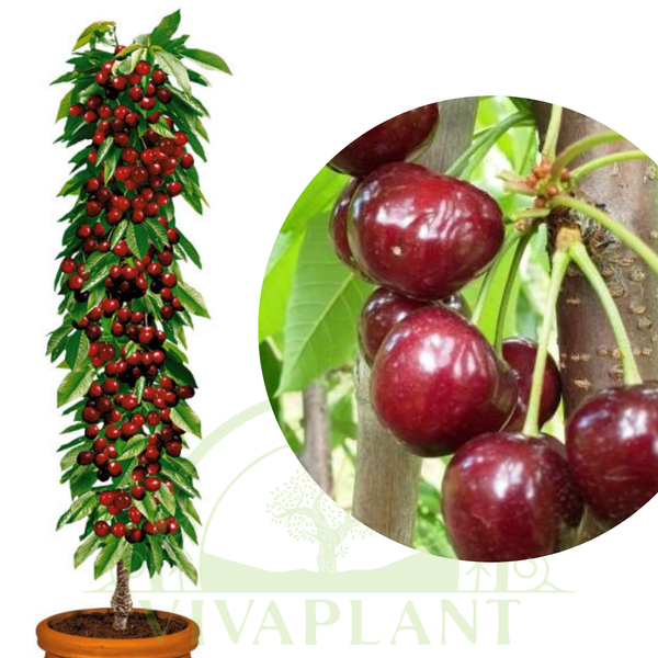 Cires Queen Mary – VivaPlant