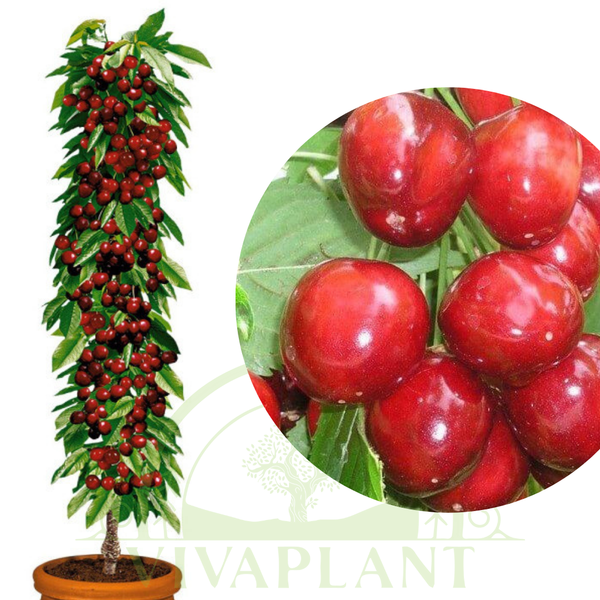 Cires columnar Rita Columnar – VivaPlant