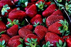 Stoloni de Capsuni Marshall 10 Buc – VivaPlant