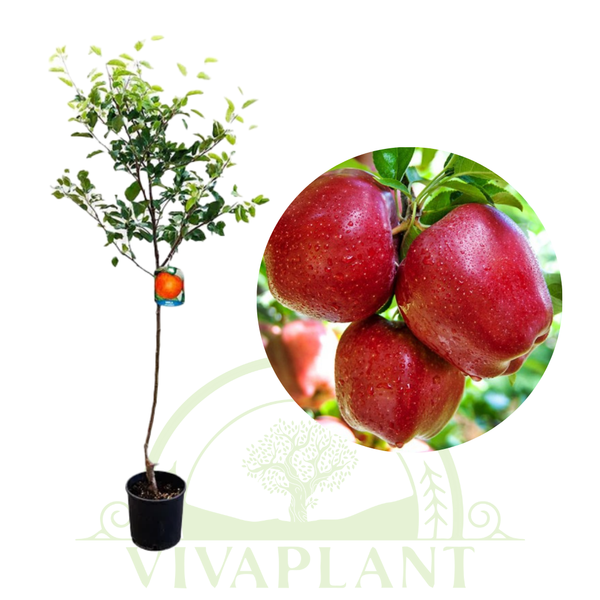 Mar Red Delicious – VivaPlant