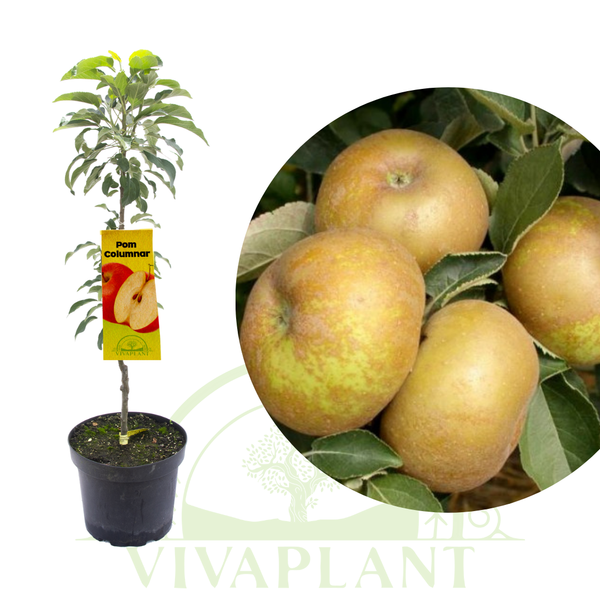 Mar columnar Renet de Canada – VivaPlant