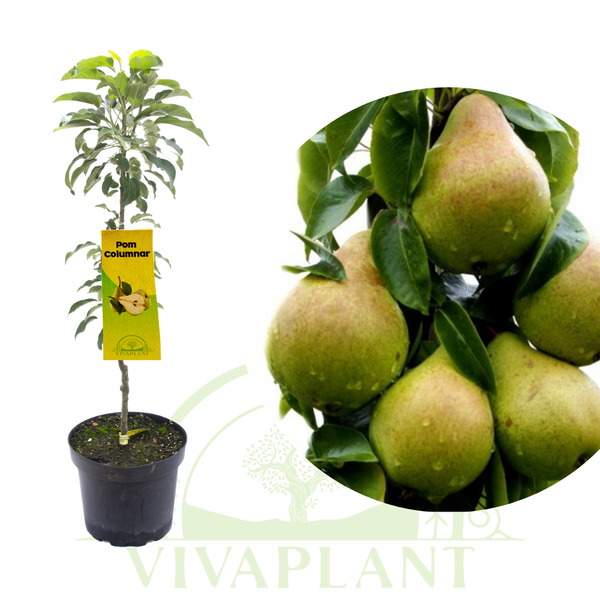 Par columnar Safira Columnar – VivaPlant