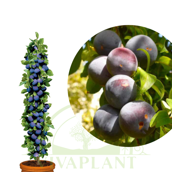 Prun columnar Record – VivaPlant