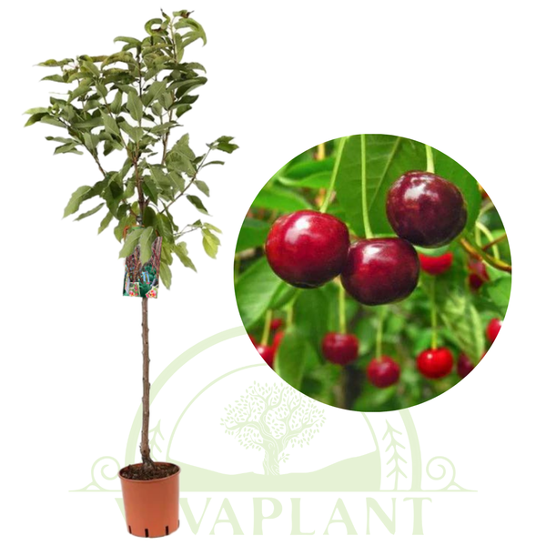 Visin Crisana – VivaPlant