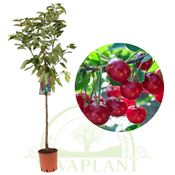 Visin Josika Gabor – VivaPlant