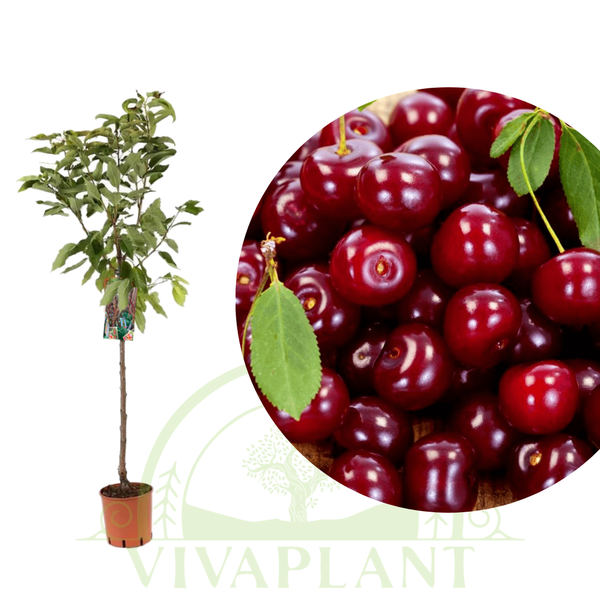 Visin Columnar Rubina – VivaPlant