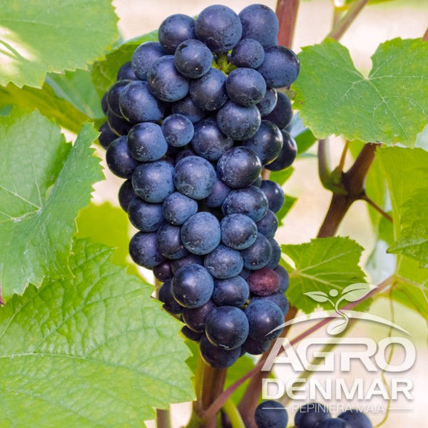 Butasi vita de vie – VivaPlant